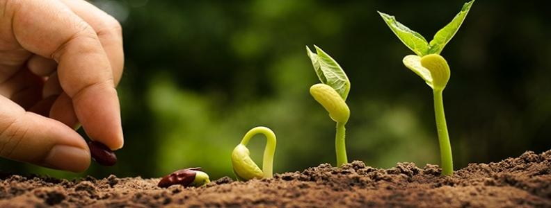 Seeds to Cherish | Buy Heirloom Seeds | Rare & Extraordinary Seeds