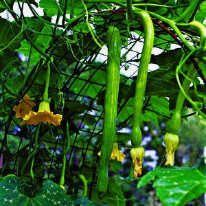 Heirloom Tromboncino Squash Seeds, Zucchinio Squash, Rampicante, Zucch