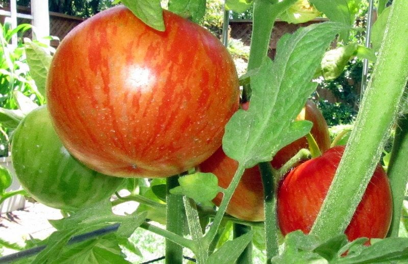 Heirloom Solar Flare Tomato Seeds, Organic, Non Gmo