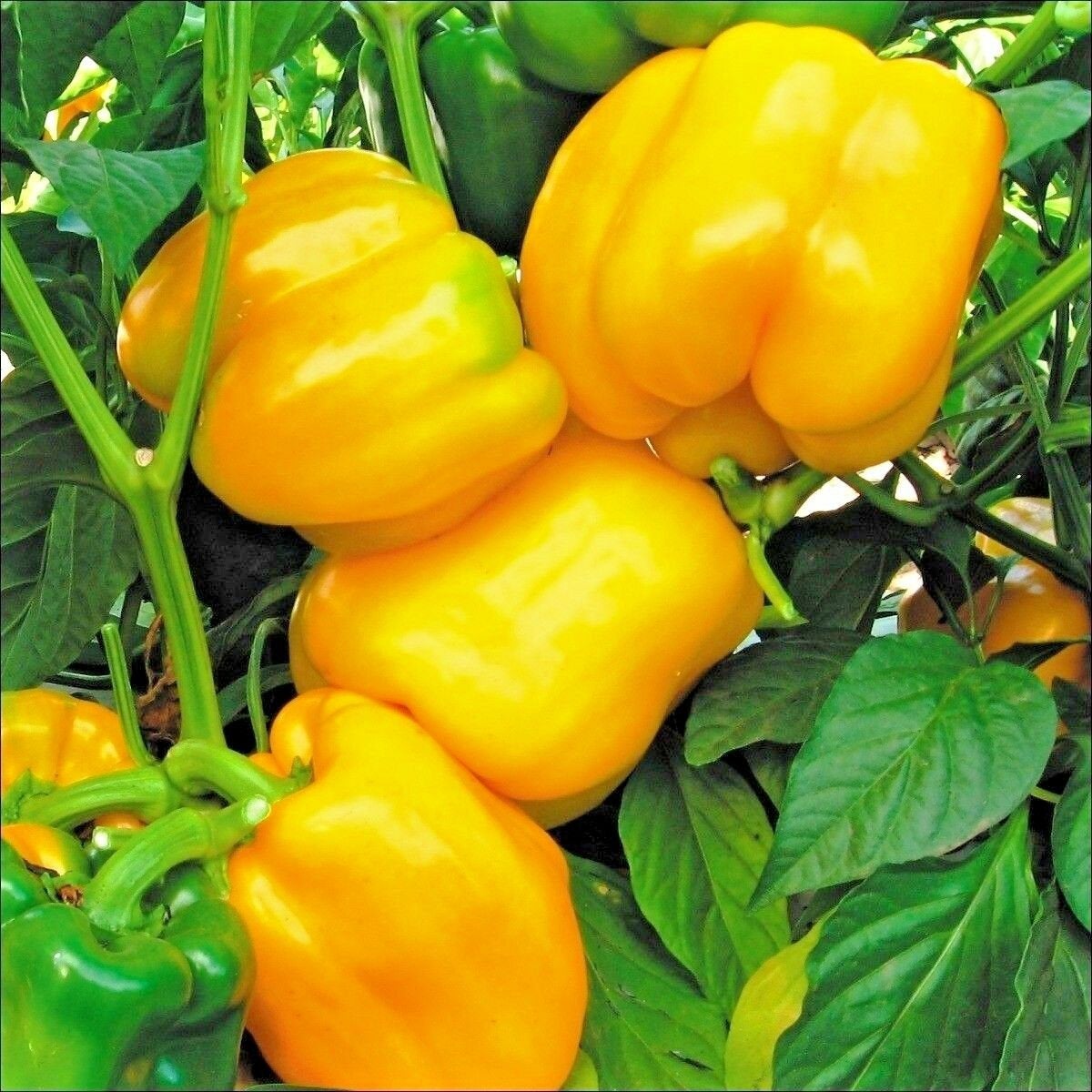 Big Yellow Bell Pepper Seeds, Yellow Sunbright,