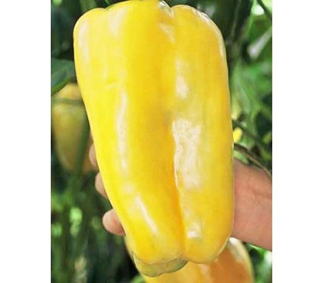Yellow Monster Peppers - Organic Non Gmo - Seedstocherish