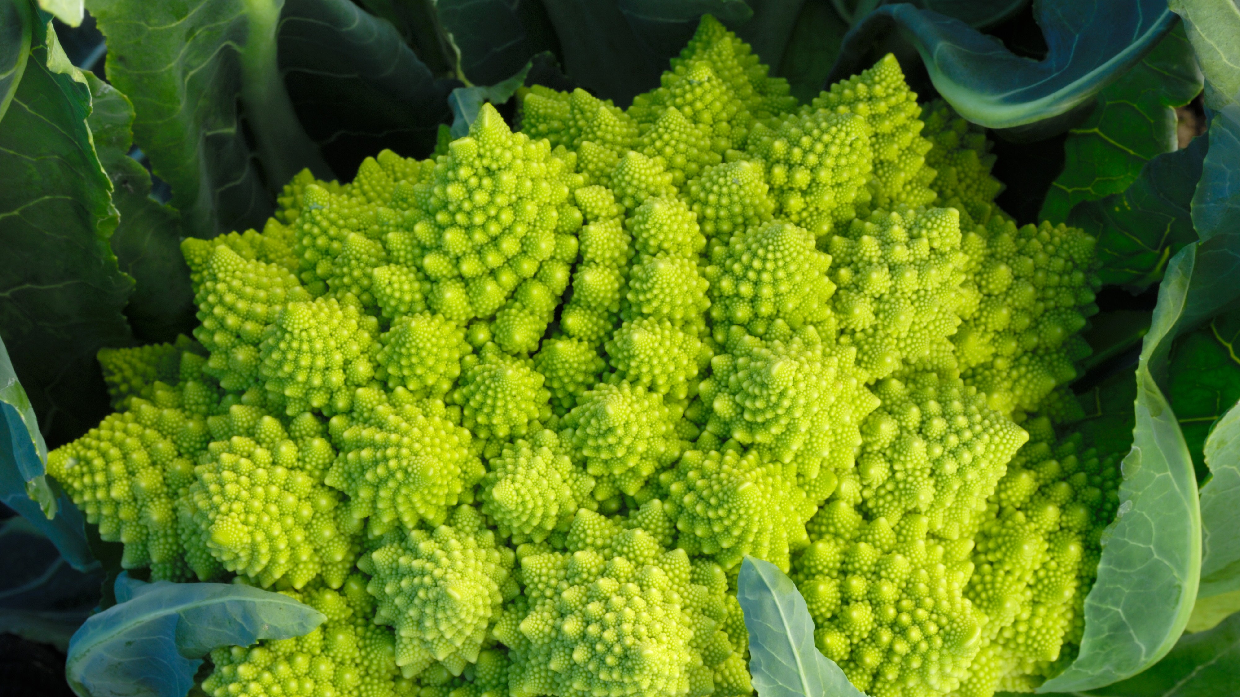 Growing Romanesco Broccoli